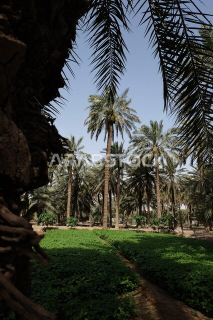 Green palm farms in the Kingdom of Saudi Arabia, a nature reserve for ...