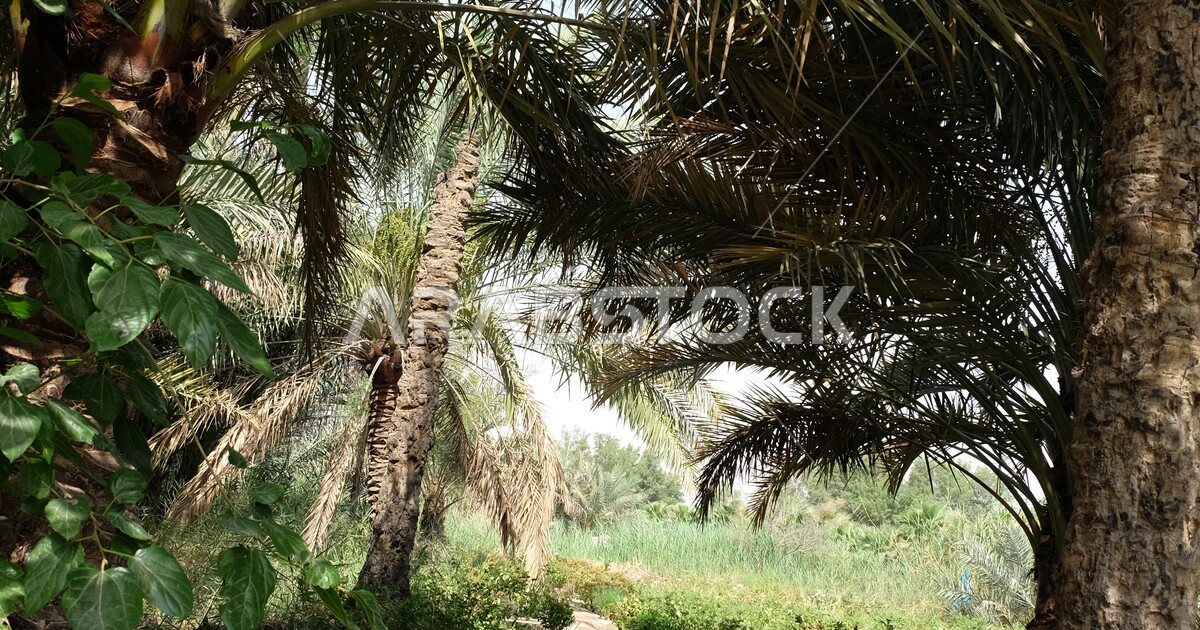 Green palm farms in the Kingdom of Saudi Arabia, a nature reserve for ...