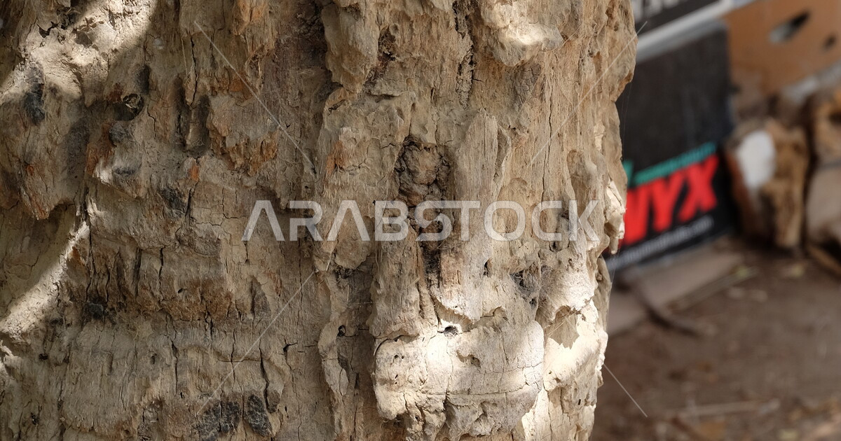 Close-up of a tree trunk, the green natural environment in the Kingdom ...