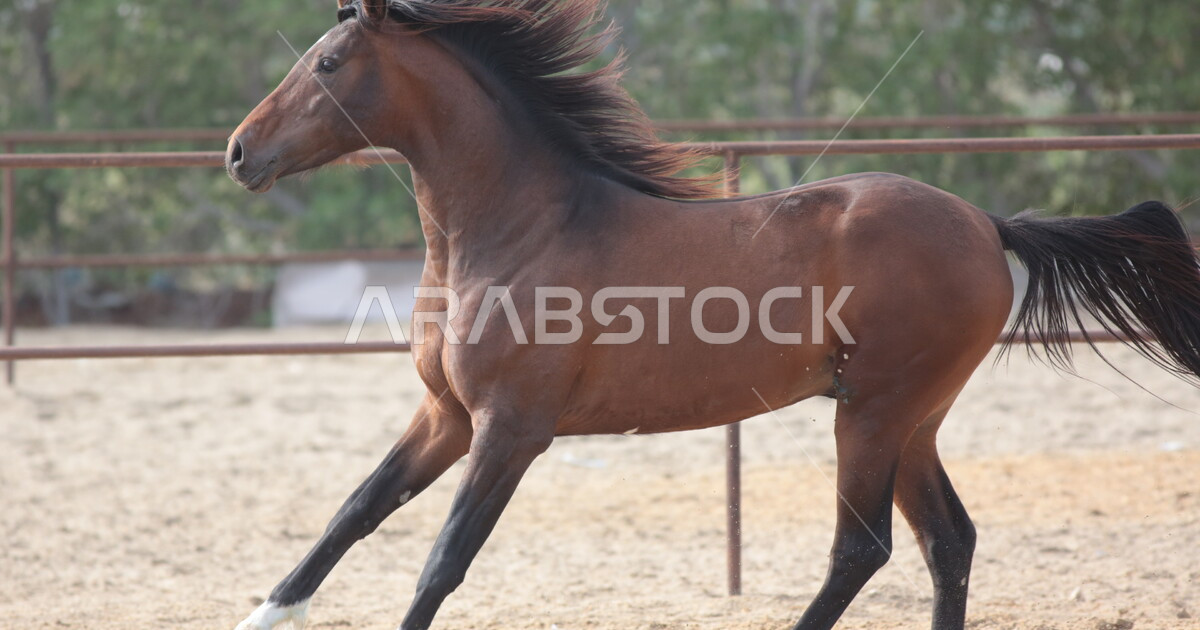 Thoroughbred Arabian horses in a horse farm, breeding and training ...