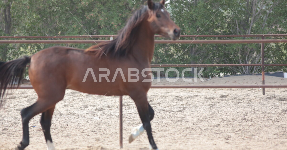 Thoroughbred Arabian horses in a horse farm, breeding and training ...