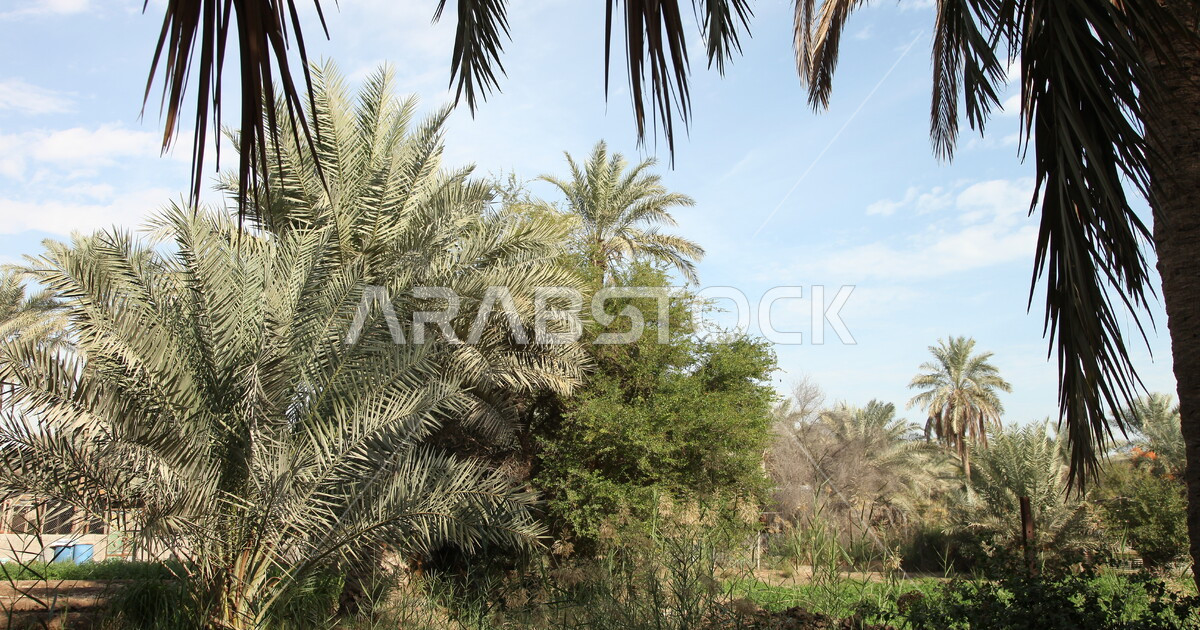 Green palm farms in the Kingdom of Saudi Arabia, a nature reserve for ...