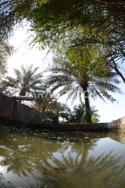 Green palm farms in the Kingdom of Saudi Arabia, a nature reserve for ...