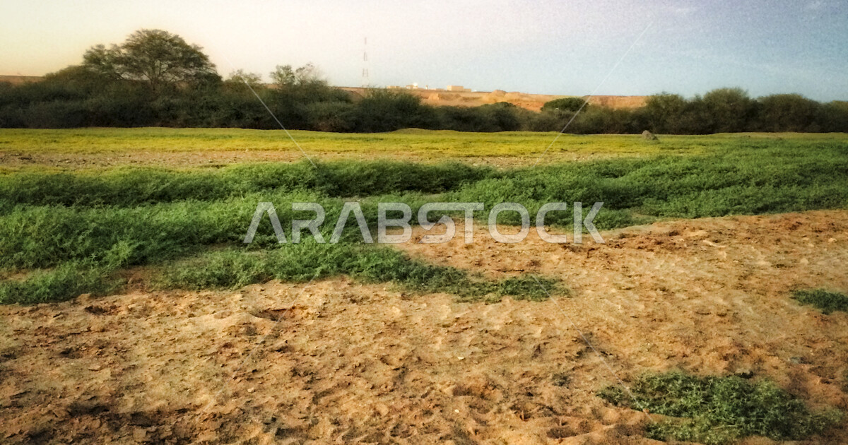 Green lands in Jeddah, landscapes, plants and herbs, clear blue sky ...
