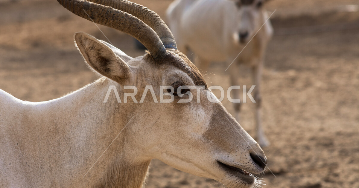 Close-up of white Arabian Oryx with long straight horns and tail, Oryx ...