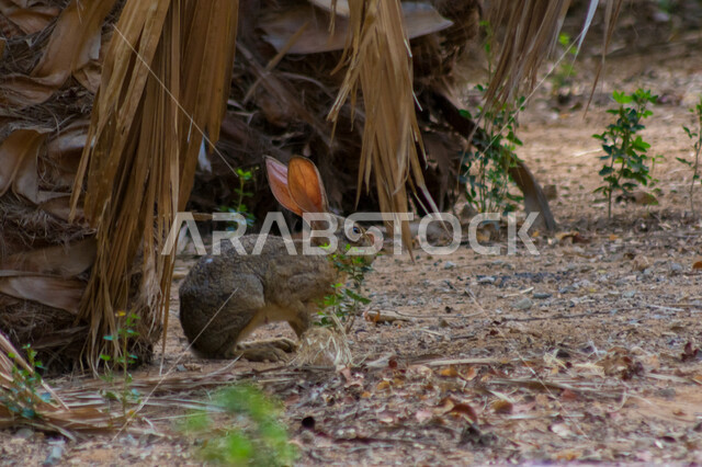 A picture of a wild rabbit in a nature reserve, special animal farms ...