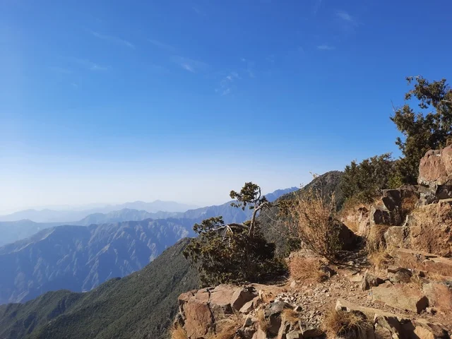 The herbs, trees, and green plants in the Asir region's Soudah ...