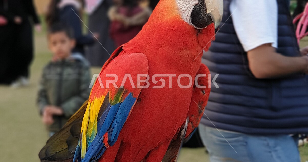 A picture of a red parrot in a park in Saudi Arabia, a parrot in ...