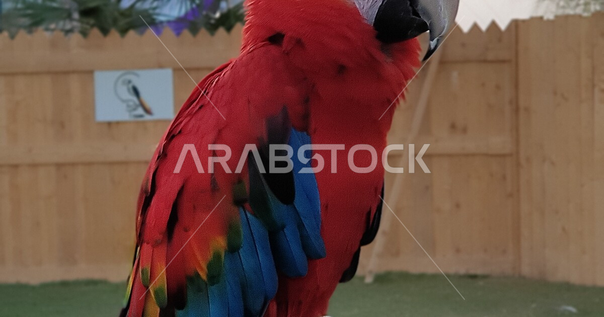 A picture of a red parrot in a park in Saudi Arabia, a parrot in ...