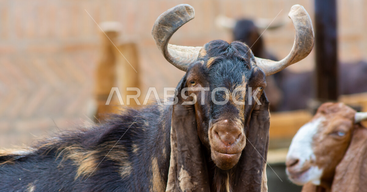 Close-up of goats in a livestock and animal farm, Jeddah Animal and ...