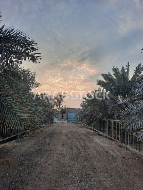 Palm farms in the Kingdom of Saudi Arabia, a natural reserve for ...