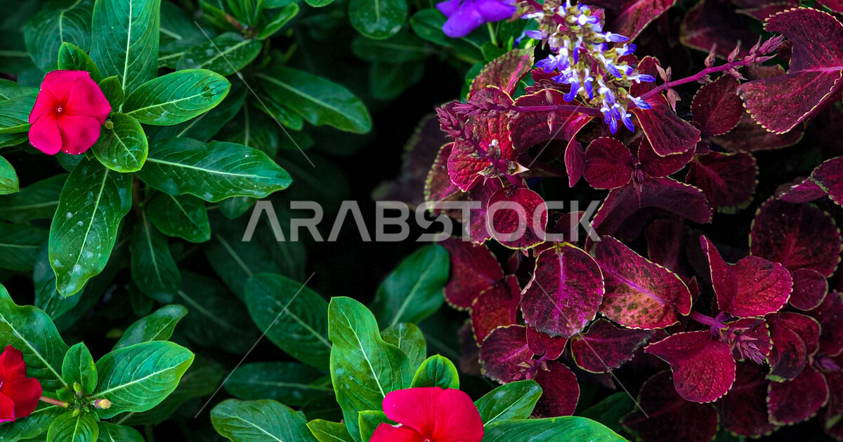 Close-up of beautiful aromatic roses blooming in the green nature of ...