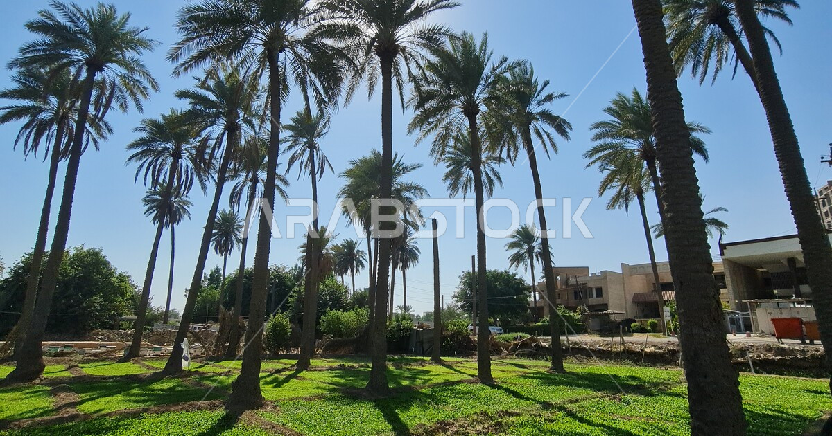 Aesthetic picture of palm trees in Saudi Arabia, picturesque nature in ...