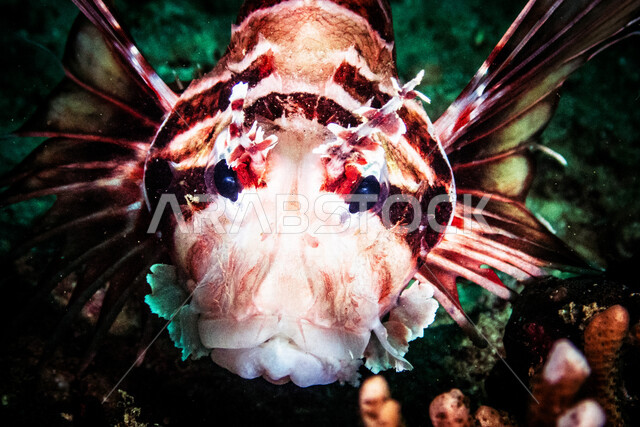 A picture of feathered fish in the depths of the sea, fish wealth in ...