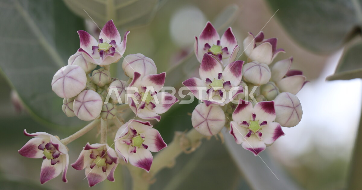Close-up of al-Ashkhar, trees and plants in the United Arab Emirates ...