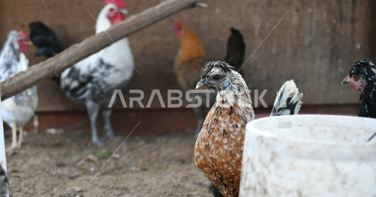 A farm for raising birds and poultry in one of the farms of the Kingdom ...