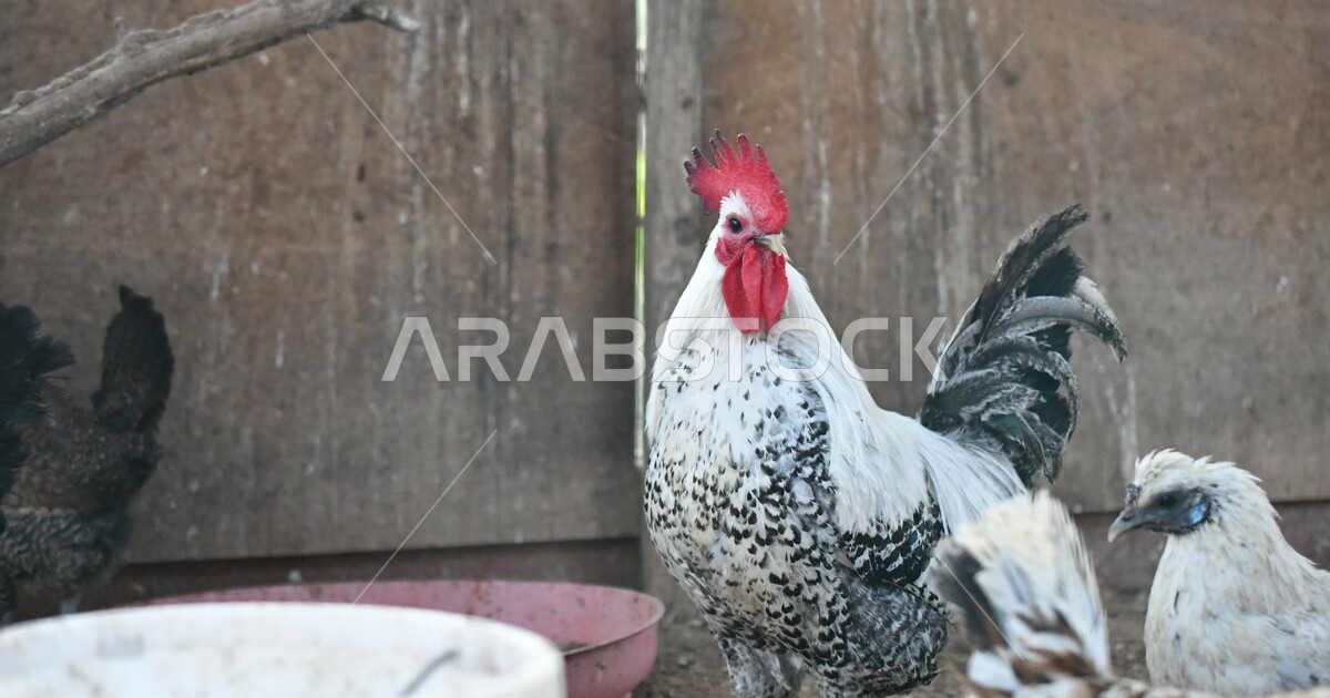 A farm for raising birds and poultry in one of the farms of the Kingdom ...