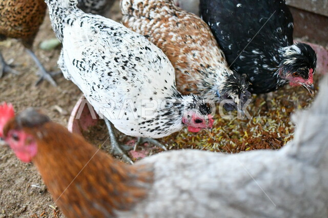 A farm for raising birds and poultry in one of the farms of the Kingdom ...