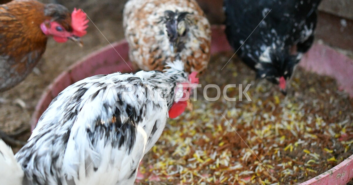 A farm for raising birds and poultry in one of the farms of the Kingdom ...