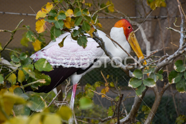 A picture of a stork at Al Ain Zoo, UAE tourism, a beautiful stork, a ...