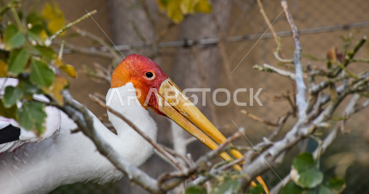 A picture of a stork at Al Ain Zoo, UAE tourism, a beautiful stork, a ...