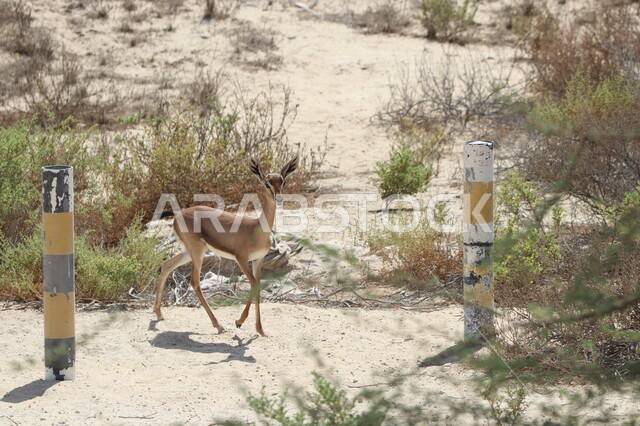 Picture of a deer in the deserts of Dubai, UAE, Deer Breeding, Wildlife ...