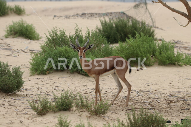Picture of a deer in the deserts of Dubai, UAE, Deer Breeding, Wildlife ...