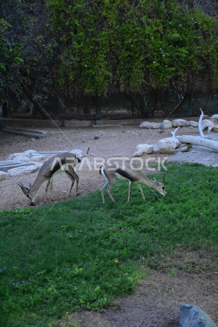 Close-up of Reem deer at Al Ain Zoo, United Arab Emirates Tourism, Wild ...