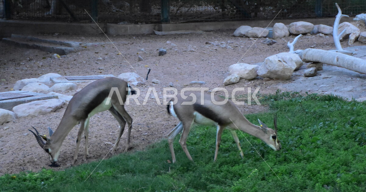 Close-up of Reem deer at Al Ain Zoo, United Arab Emirates Tourism, Wild ...