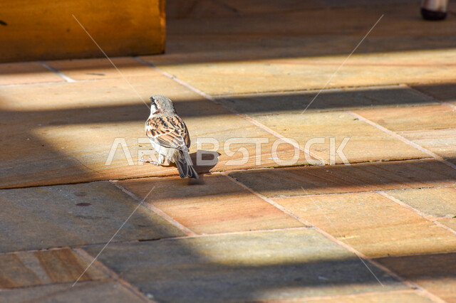 Close-up of a sparrow in the courtyard of a cafe in Dubai, United Arab ...