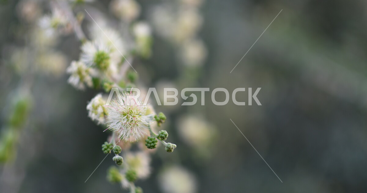 Close-up of Burmese flowers on a flowering sage tree, nature background ...