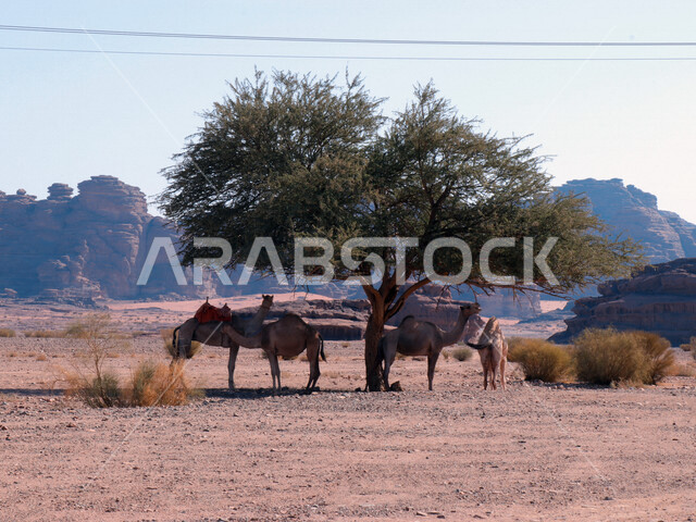 A picture of a group of camels in the desert of the Bajdah Neom region ...