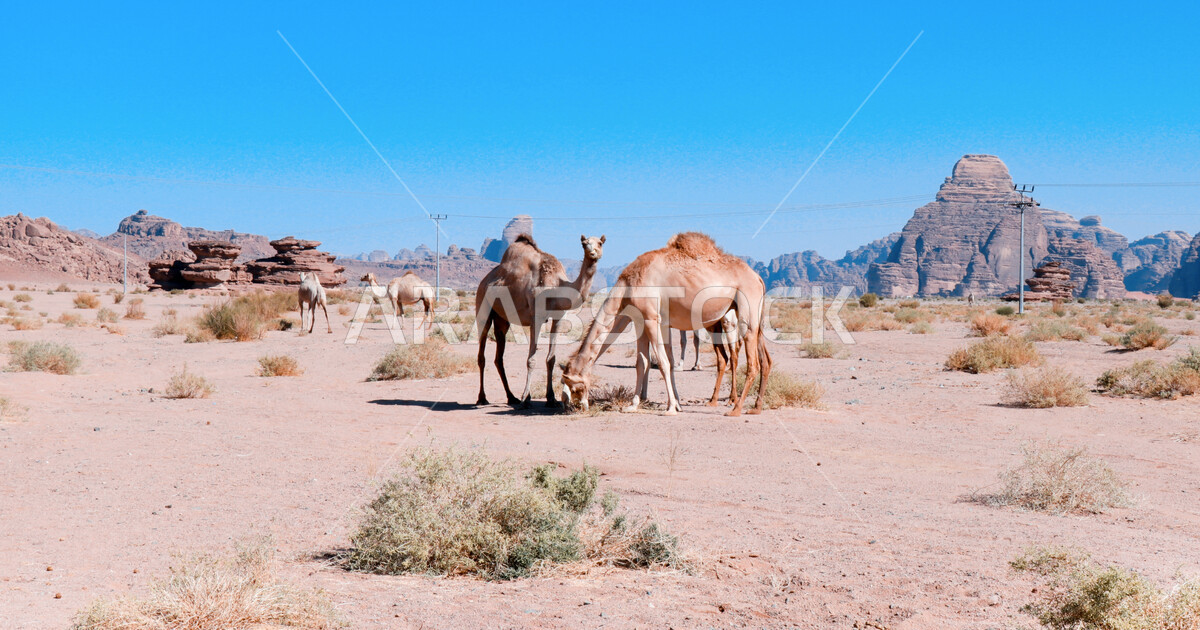 A picture of a group of camels in the desert of the Bajdah Neom region ...