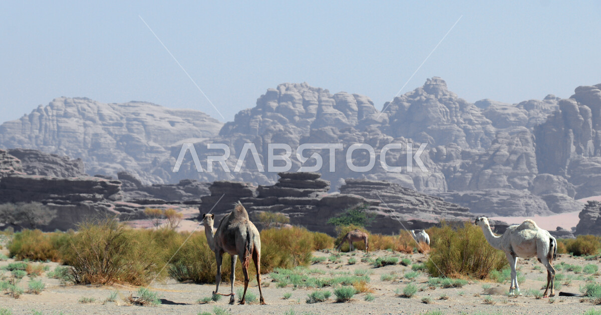 A picture of a group of camels in the desert of the Bajdah Neom region ...