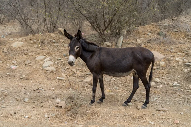 Grey Donkey Standing in Dry Rocky Desert Landscape - Photo