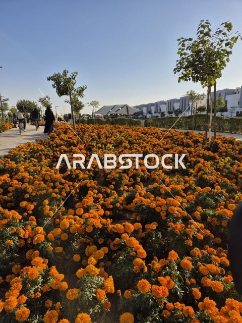 Orange Marigold Flowers in Riyadh Public Park - Photo