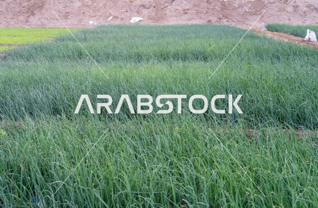 Green Spring Onion Field Cultivation in Daylight - Photo