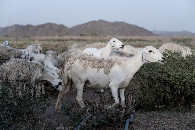 Sheep Herd Grazing in Dry Mountain Desert Landscape - Photo