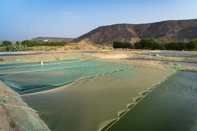 Artificial Aquaculture Fish Farm Water Ponds - Photo