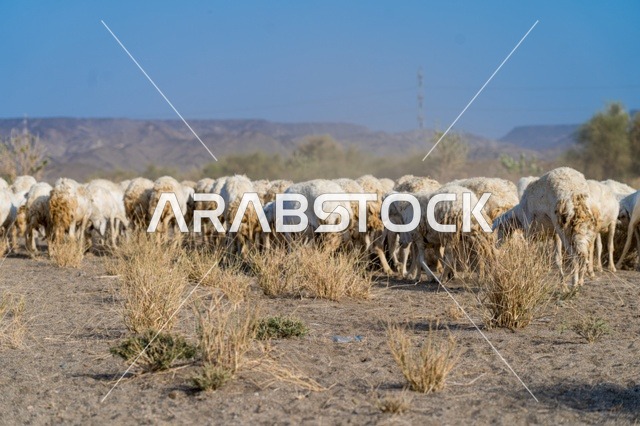 Sheep Herd Grazing in Dry Saudi Desert - Photo