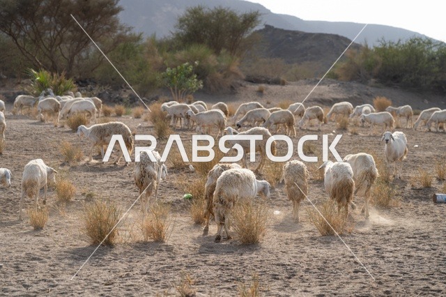 Sheep Herd Grazing in Dry Mountain Desert Landscape - Photo