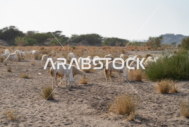 Sheep Herd Grazing in Dry Desert Landscape - Photo