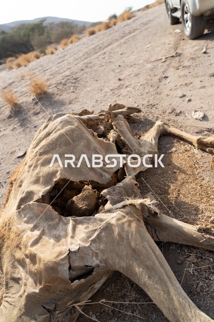 Dead Camel Carcass on Desert Dirt Road in Daylight - Photo