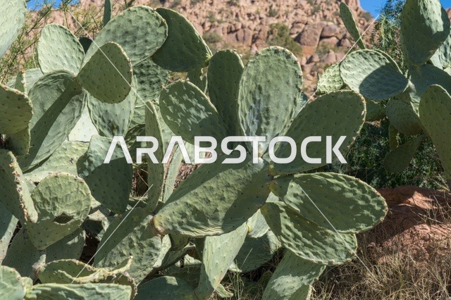 Green Prickly Pear Cactus in Desert Mountain Landscape - Photo