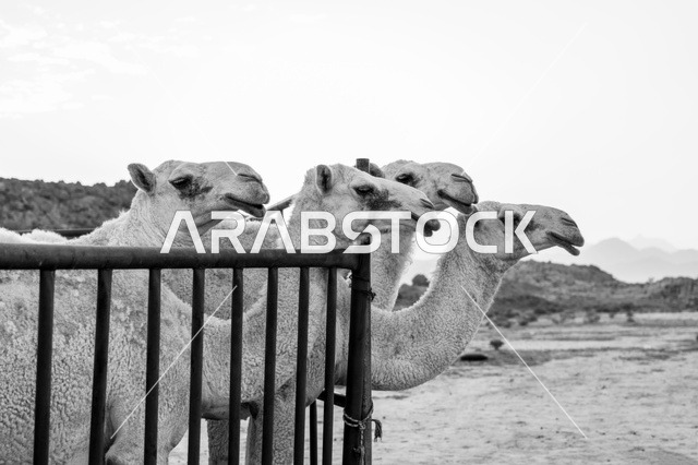 Monochrome Camels Behind Metal Fence in Desert Landscape - Photo