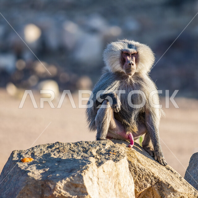 Close-up of a monkey sitting on the rock, wild animals in Saudi Arabia ...