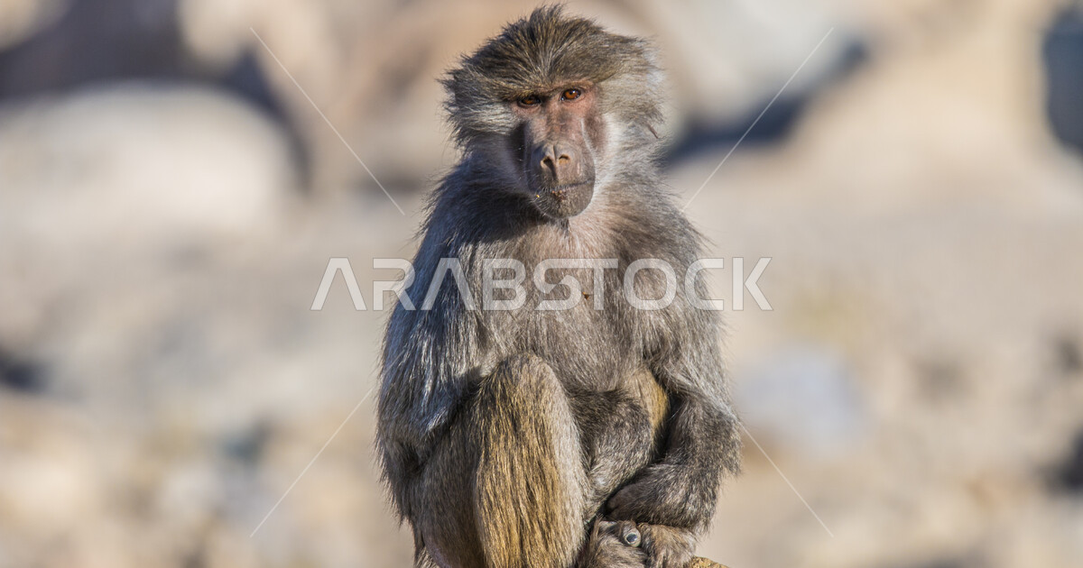 Close-up of a monkey sitting on the rock, wild animals in Saudi Arabia ...