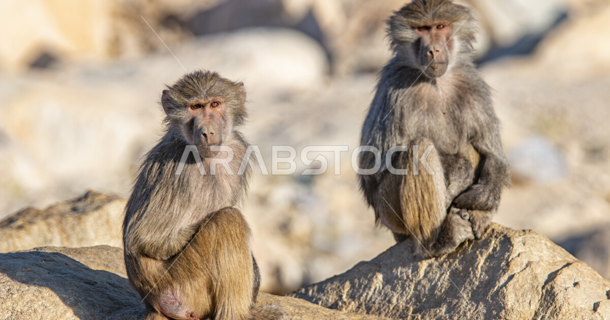 Close-up of a group of monkeys, wild animals in Saudi Arabia, a nature ...