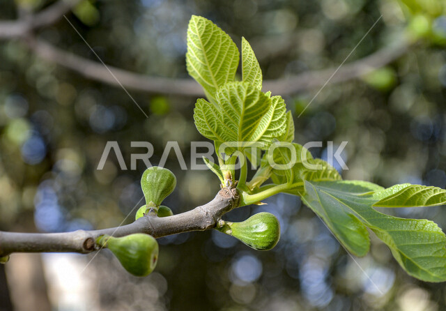 Close-up of fig trees in Saudi Arabia, fig tree farms, green trees and ...