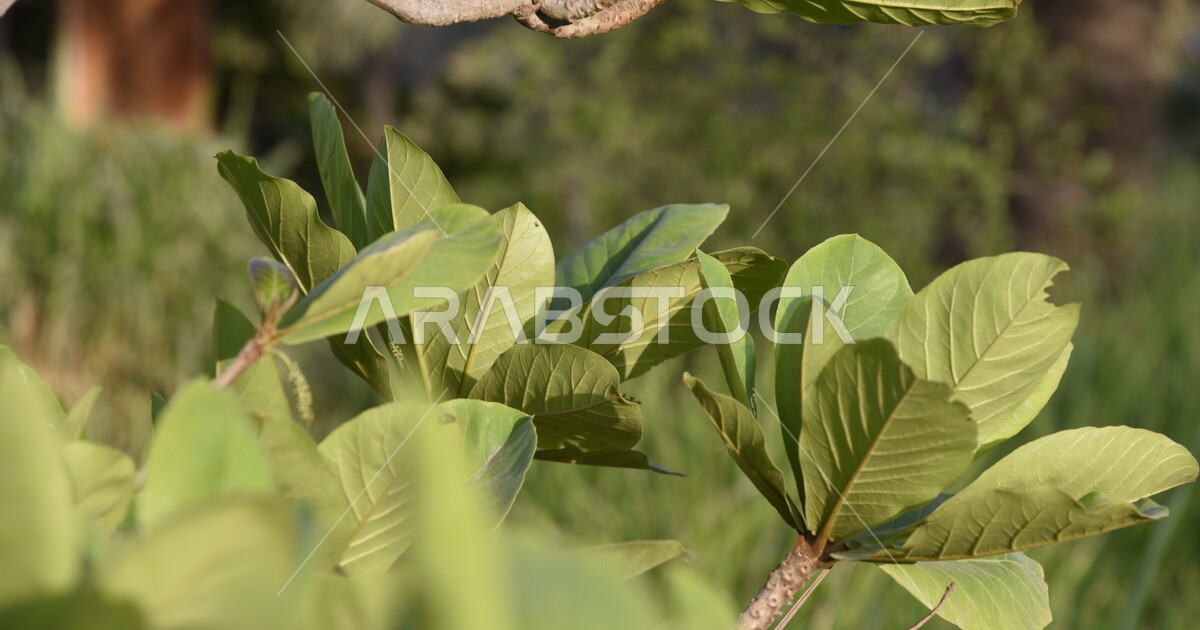 A picture of natural green plants in one of the farms of the Kingdom of ...